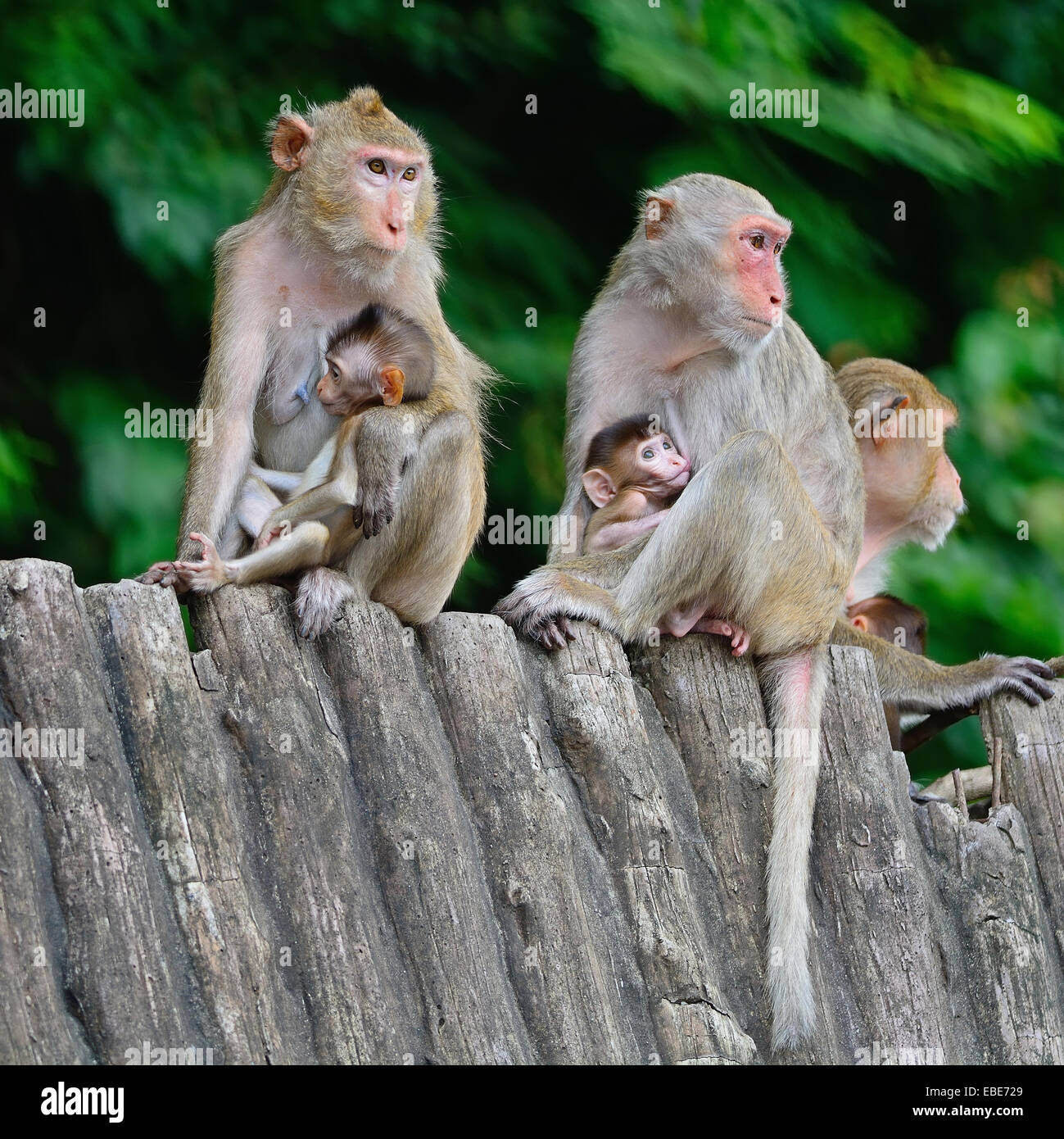 Group of monkey family, sitting on the wood roof Stock Photo - Alamy