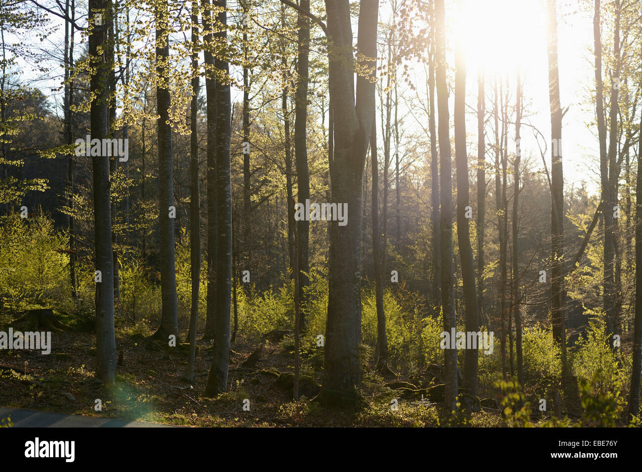 Landscape with Tree Trunks in Forest in Spring, Bavarian Forest ...