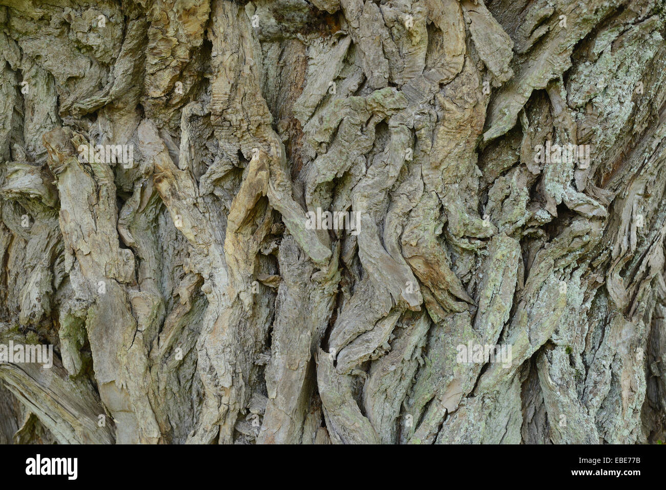 Old picture of crack willow hi-res stock photography and images - Alamy