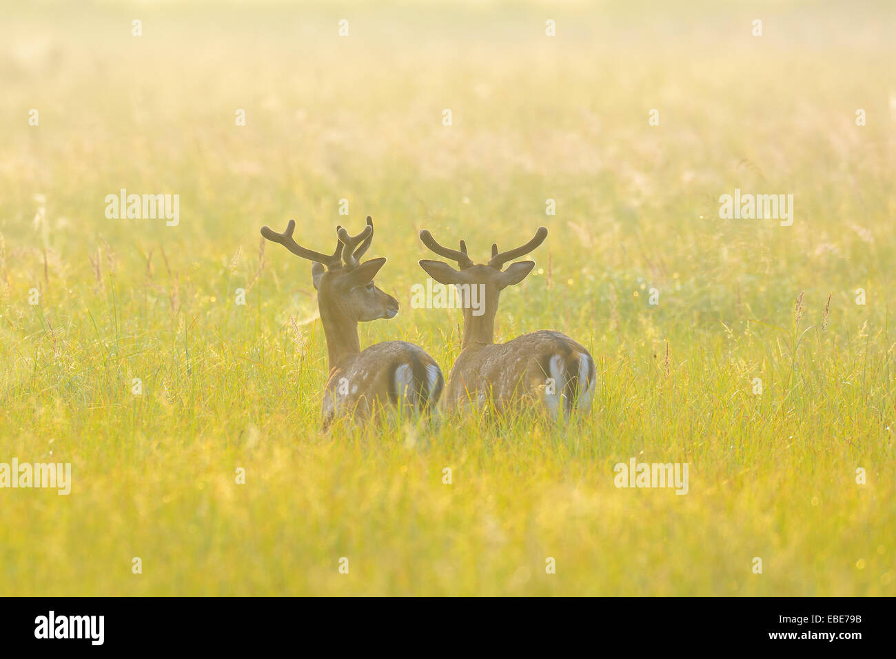 Two deer standing together in hi-res stock photography and images - Alamy