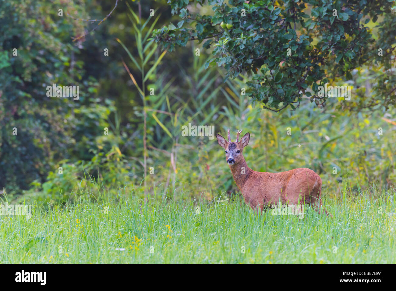 European Roe Buck (Capreolus capreolus) in Summer, Hesse, Germany Stock ...