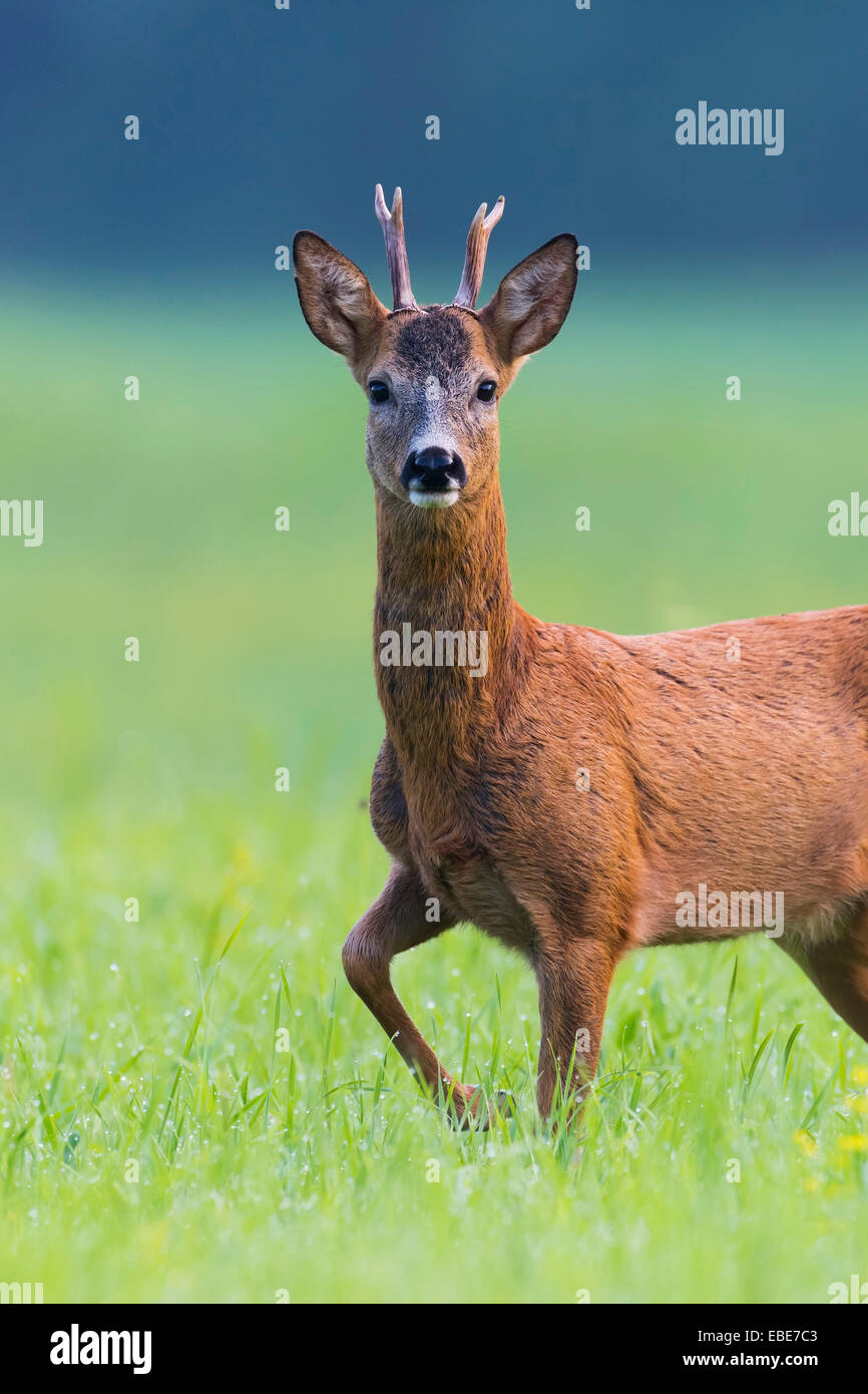 Portrait of European Roe Buck (Capreolus capreolus) in Summer, Hesse ...