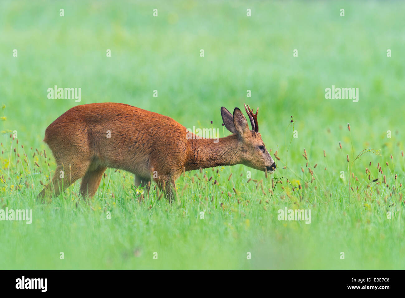 Roe deer buck profile hi-res stock photography and images - Alamy