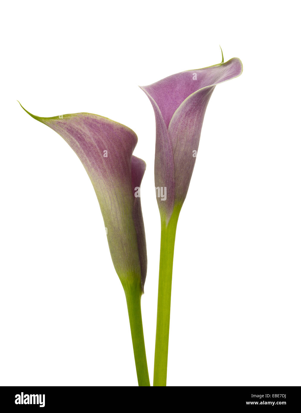 Calla Lily Cut Out High Resolution Stock Photography and Images - Alamy