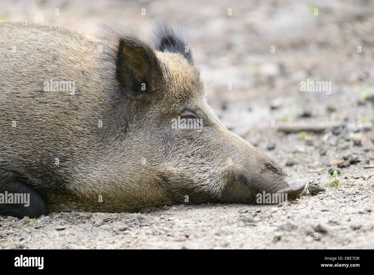 Portrait of a Wild boar or wild pig (Sus scrofa) in a forest in early ...