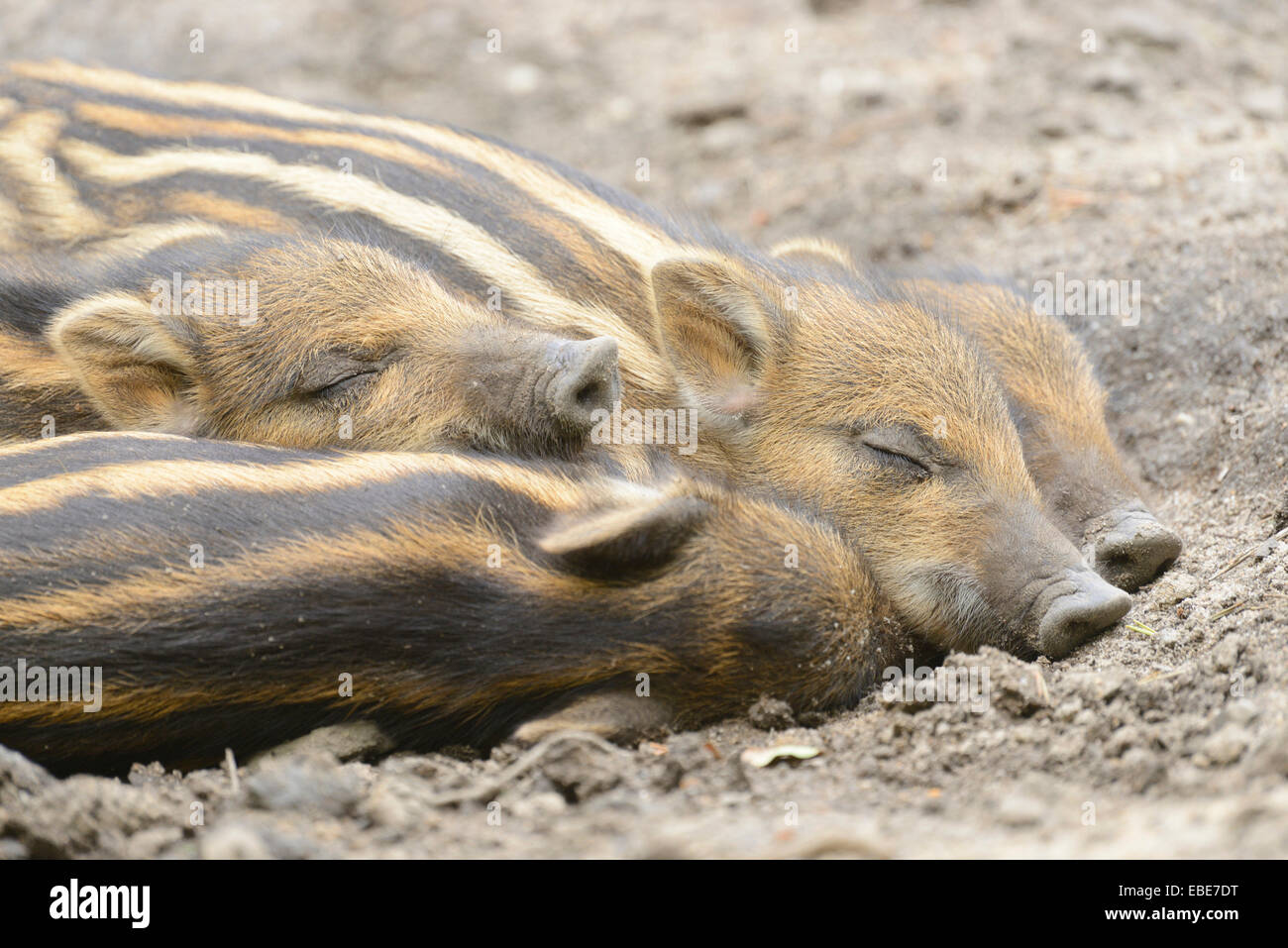 Wild boar sleeping in forest hi-res stock photography and images - Alamy