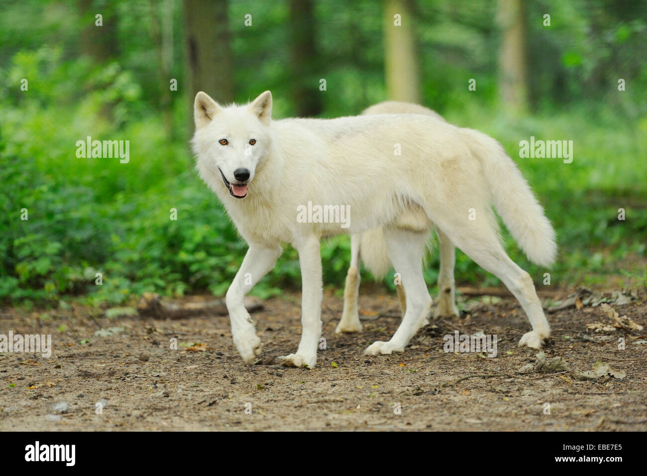Wildlife park old pheasant hi-res stock photography and images - Alamy