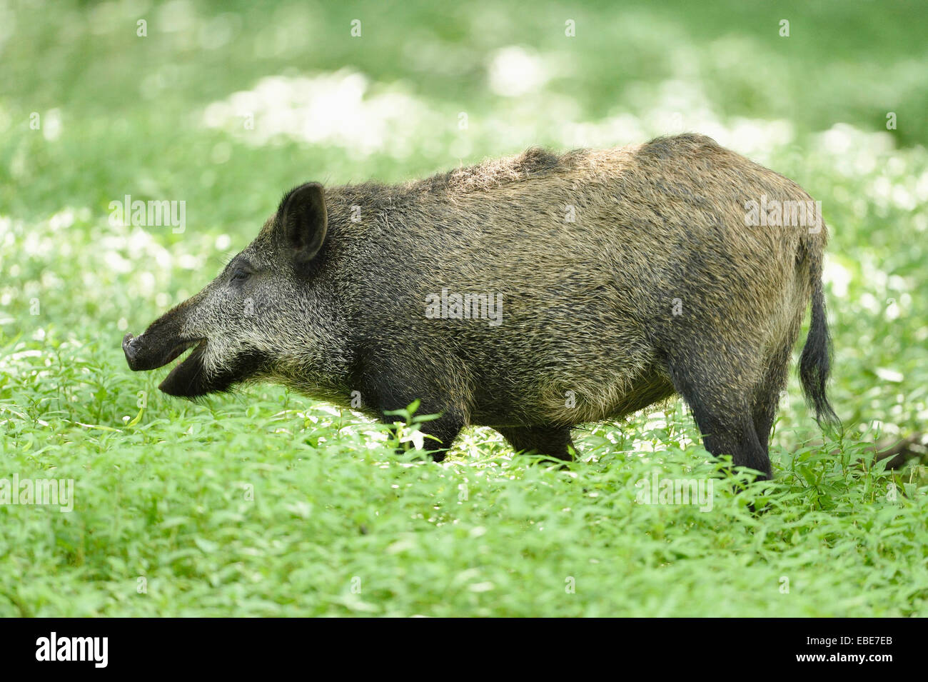 Close-up of a Wild boar or wild pig (Sus scrofa) in a swamp in early ...