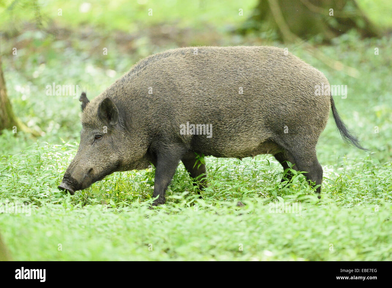 Close-up of a Wild boar or wild pig (Sus scrofa) in a swamp in early ...