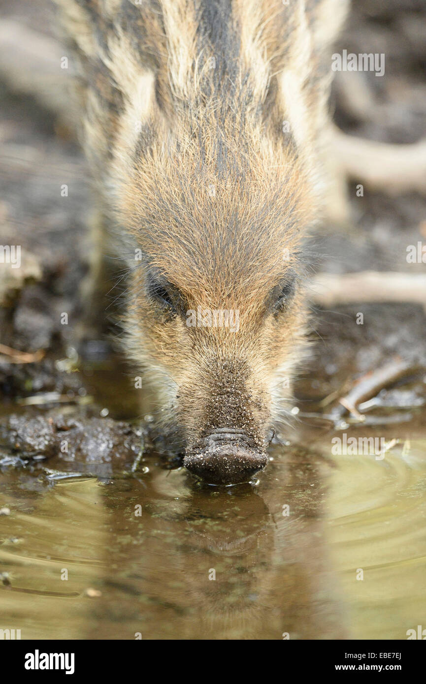 Piglet drinking water hi-res stock photography and images - Alamy