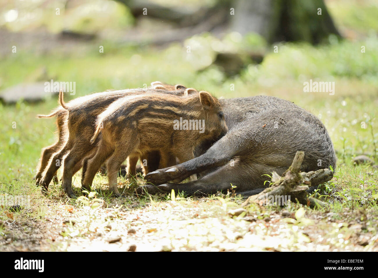 Female rear end hi-res stock photography and images - Alamy