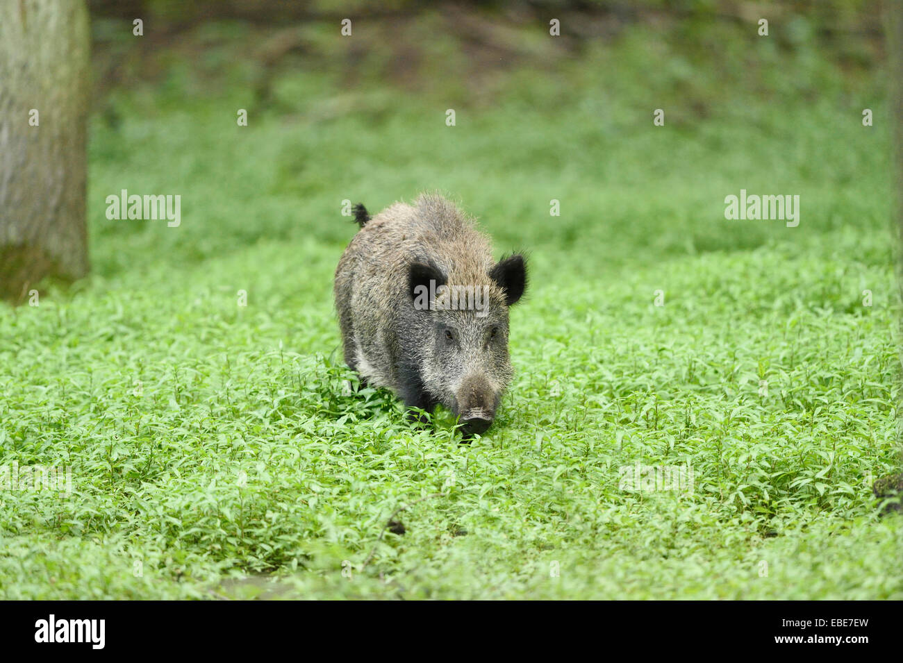 Swamp pheasant hi-res stock photography and images - Alamy