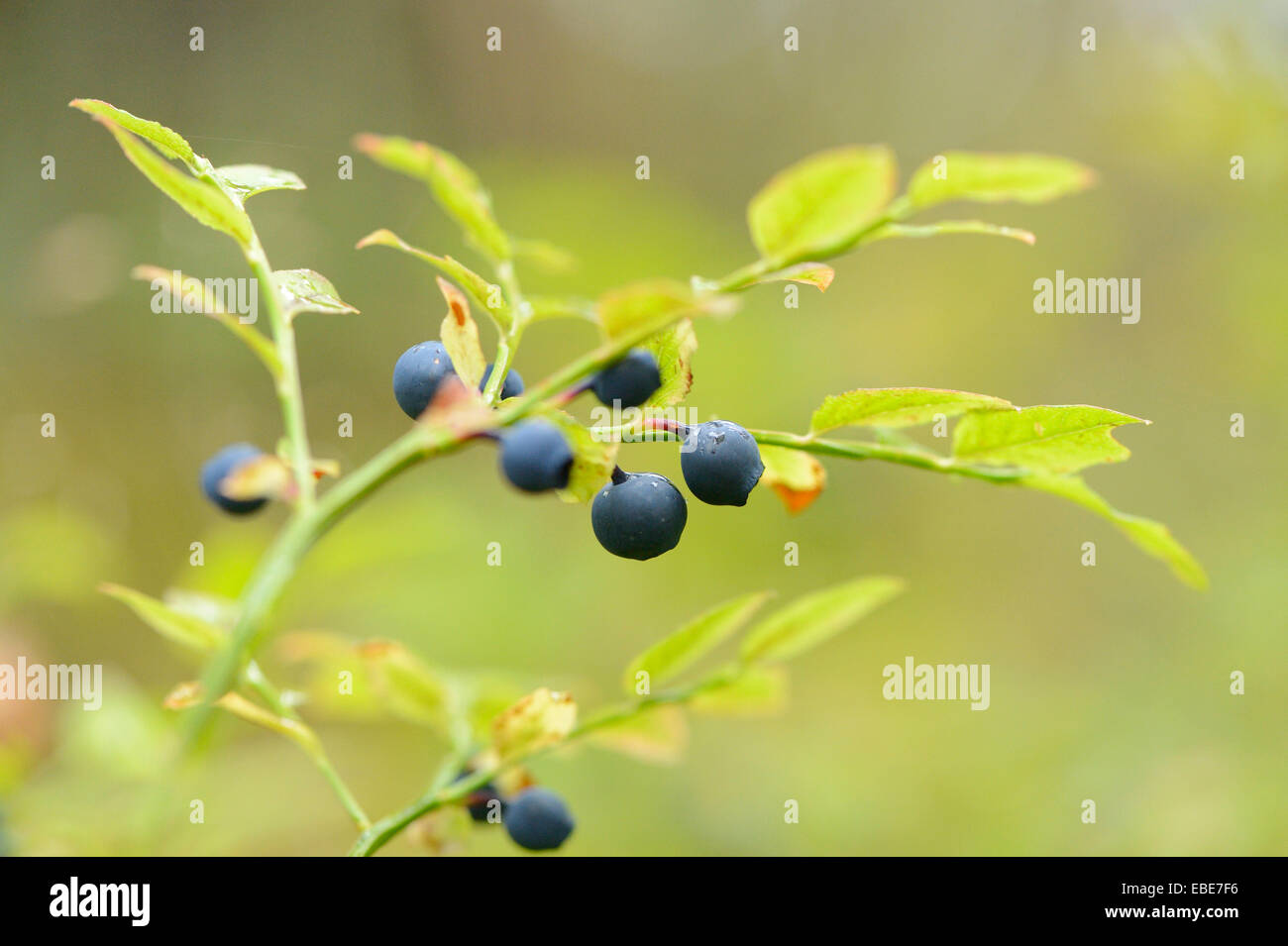 Close-up of European Blueberry (Vaccinium myrtillus) Fruits in Forest ...