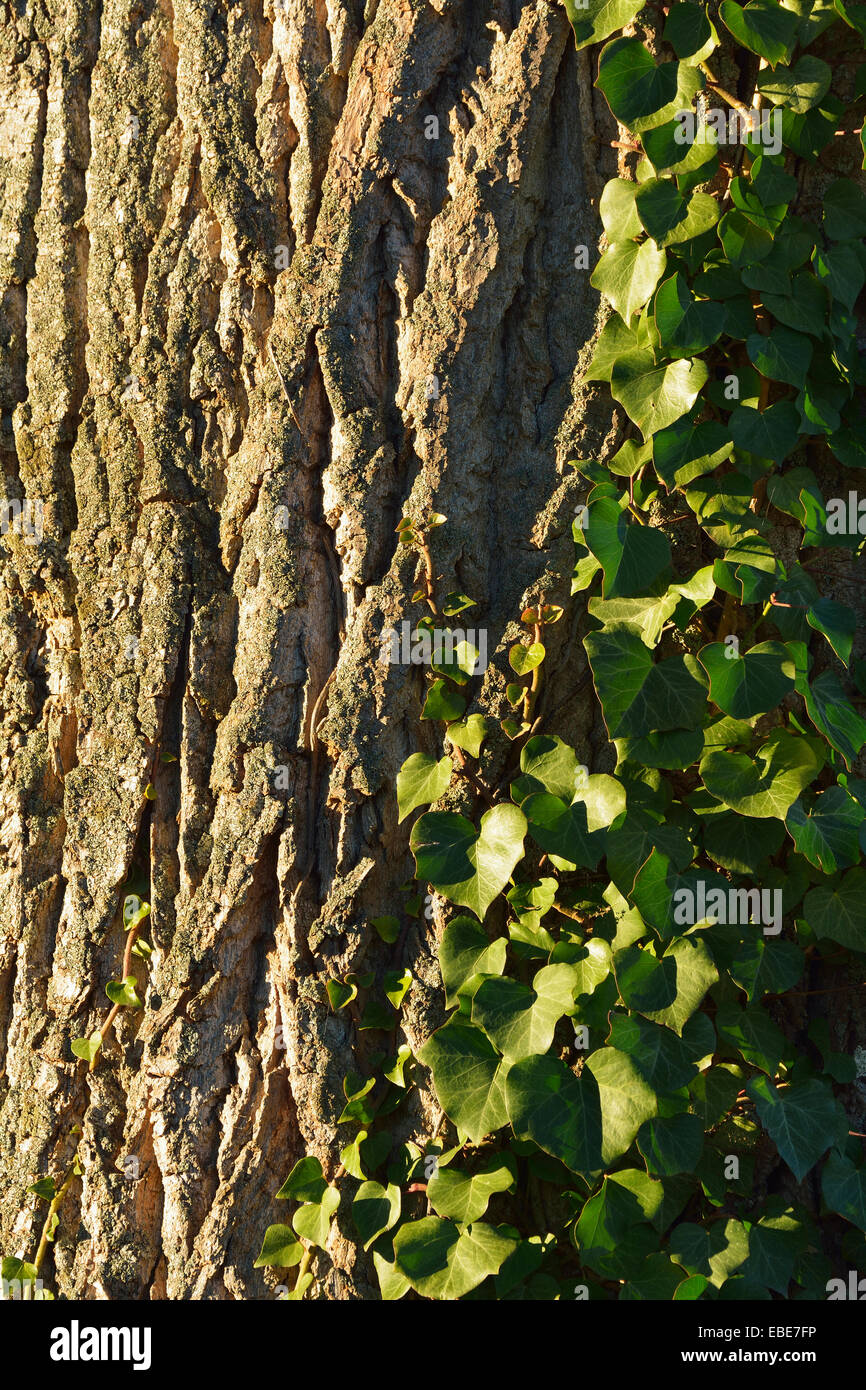 Poplar tree bark hi-res stock photography and images - Alamy