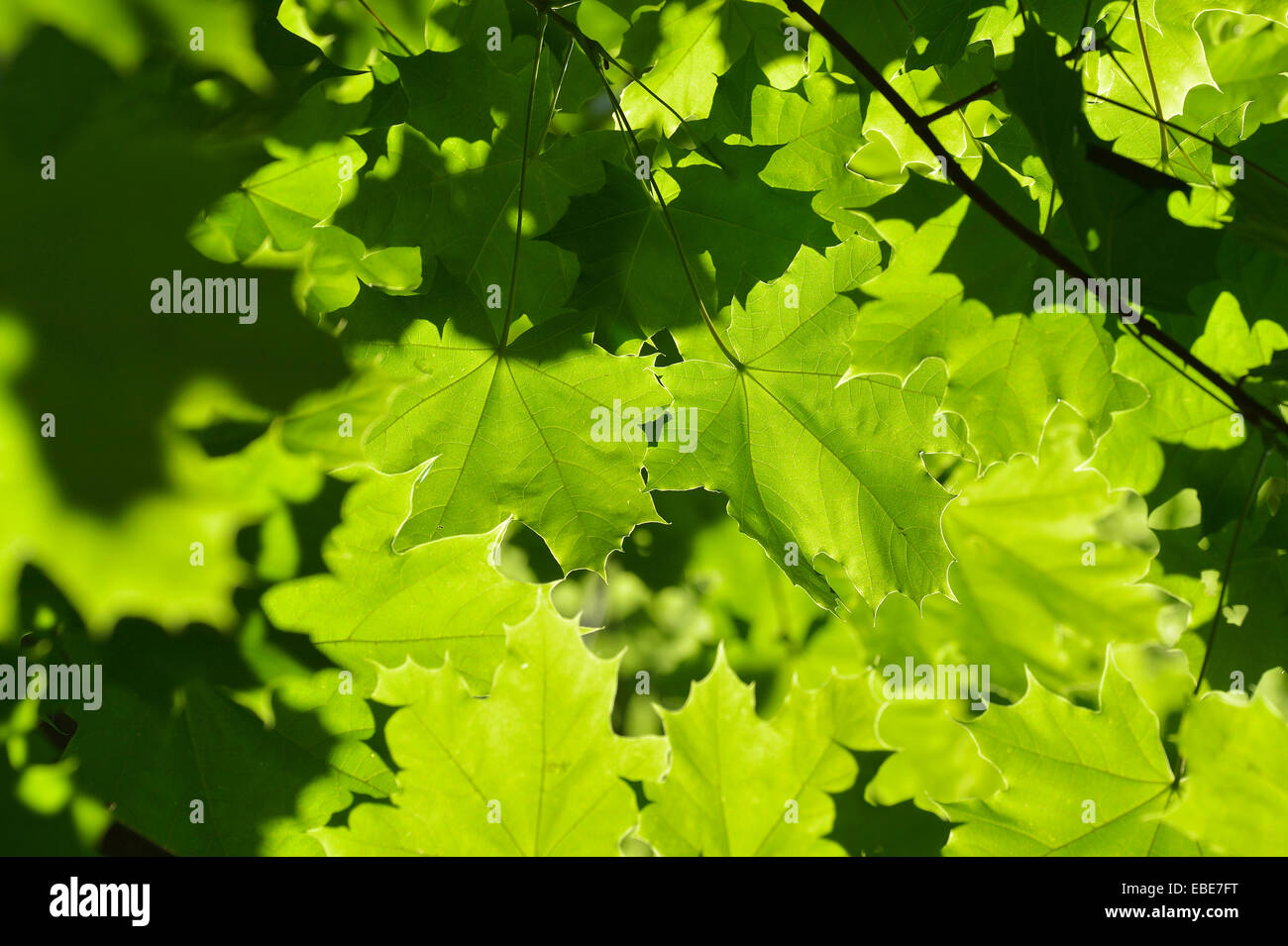 Maple Tree Leaves in Spring, Bavaria, Germany Stock Photo - Alamy