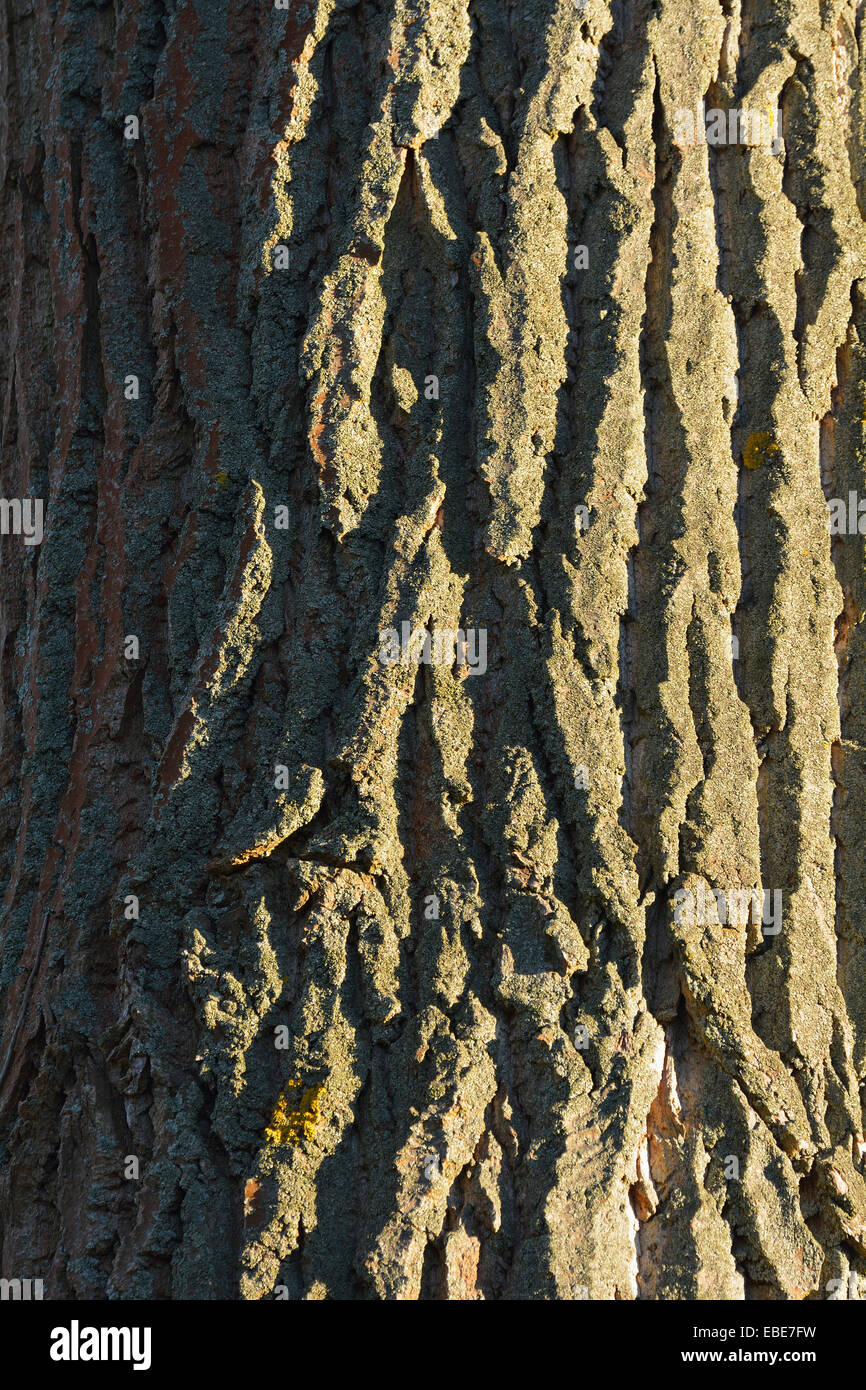 Poplar tree bark hi-res stock photography and images - Alamy