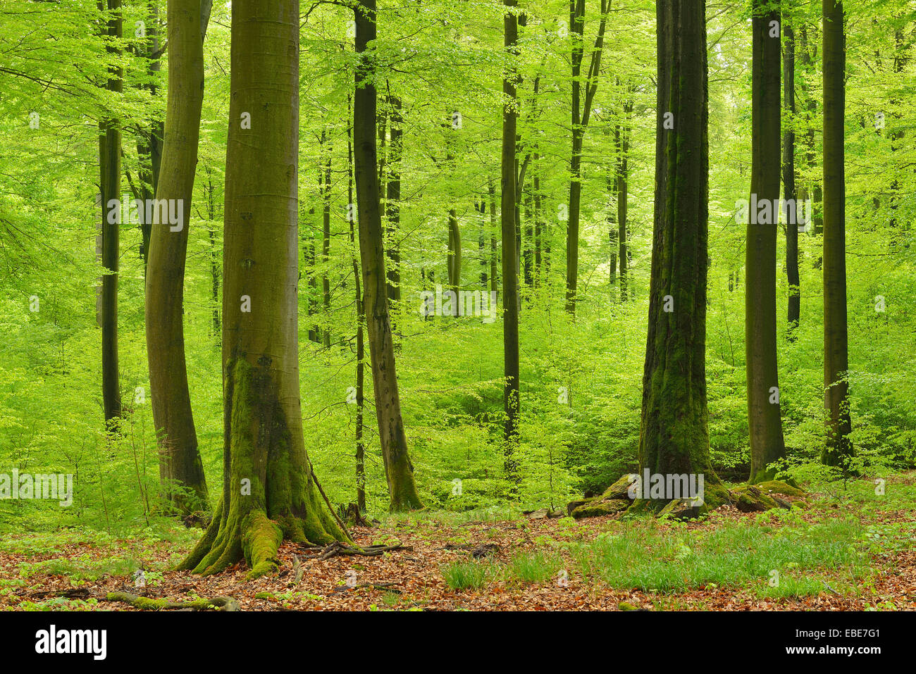Beech Tree Forest in Spring, Spessart, Bavaria, Germany Stock Photo - Alamy