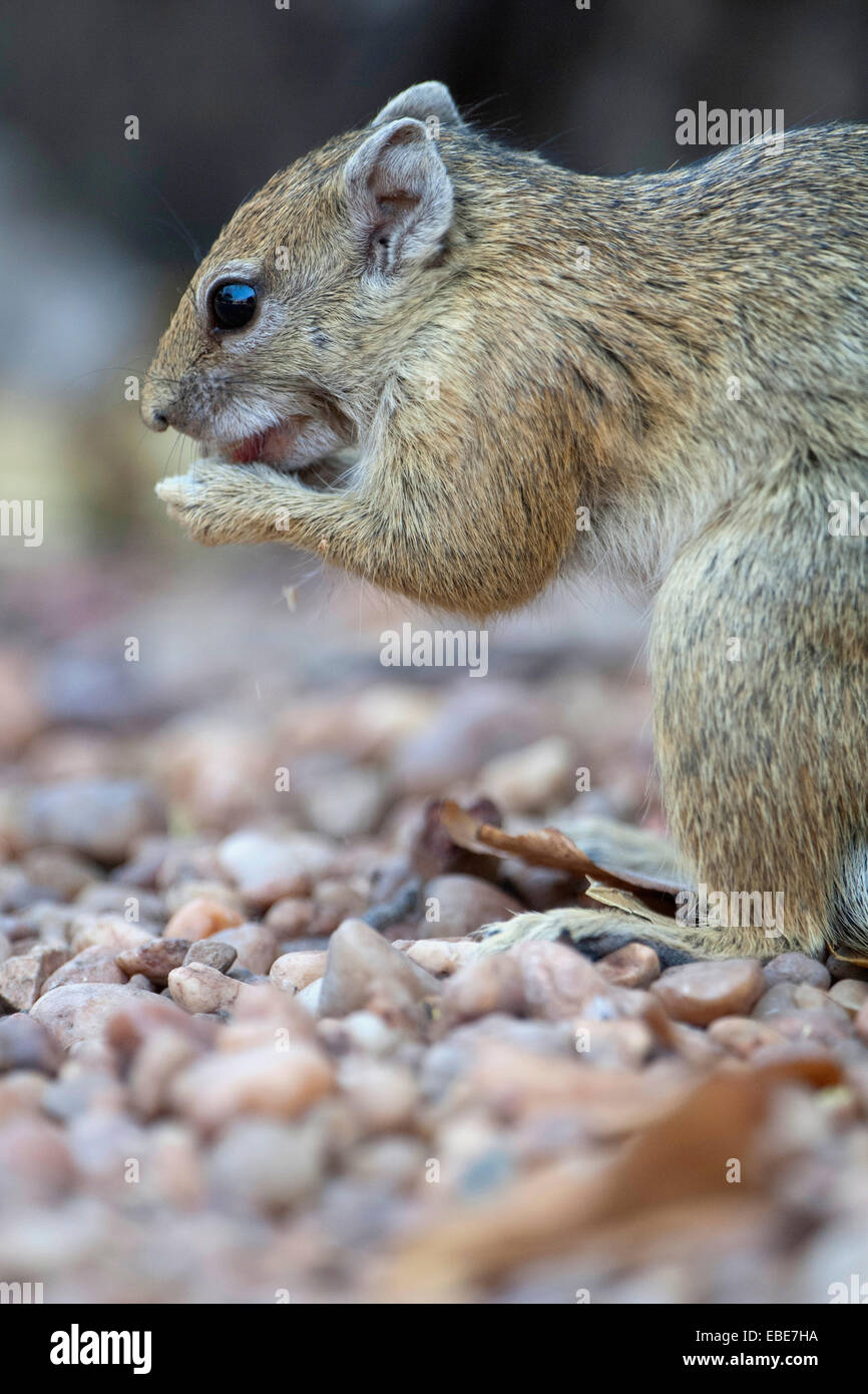 Robins Camp, Hwange National Park Stock Photo - Alamy
