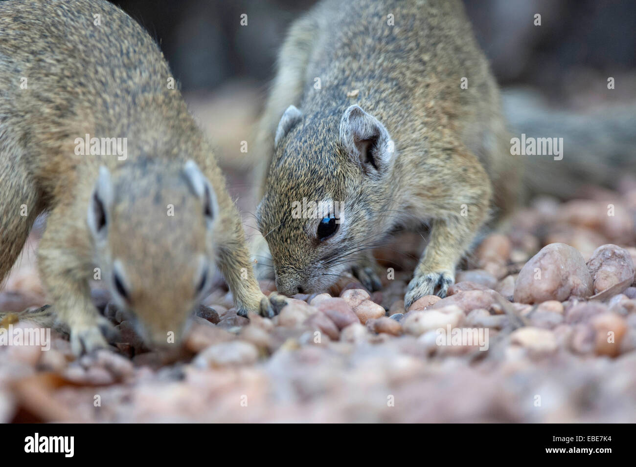 Sciuridae family hi-res stock photography and images - Alamy