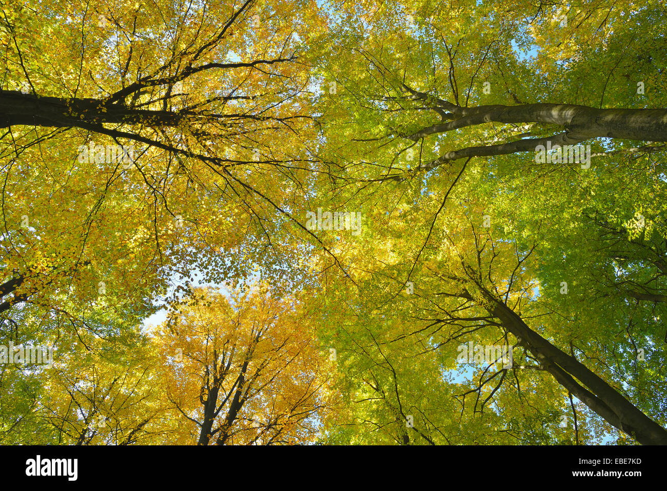 Beech Trees in Autumn Forest, Spessart, Bavaria, Germany Stock Photo ...