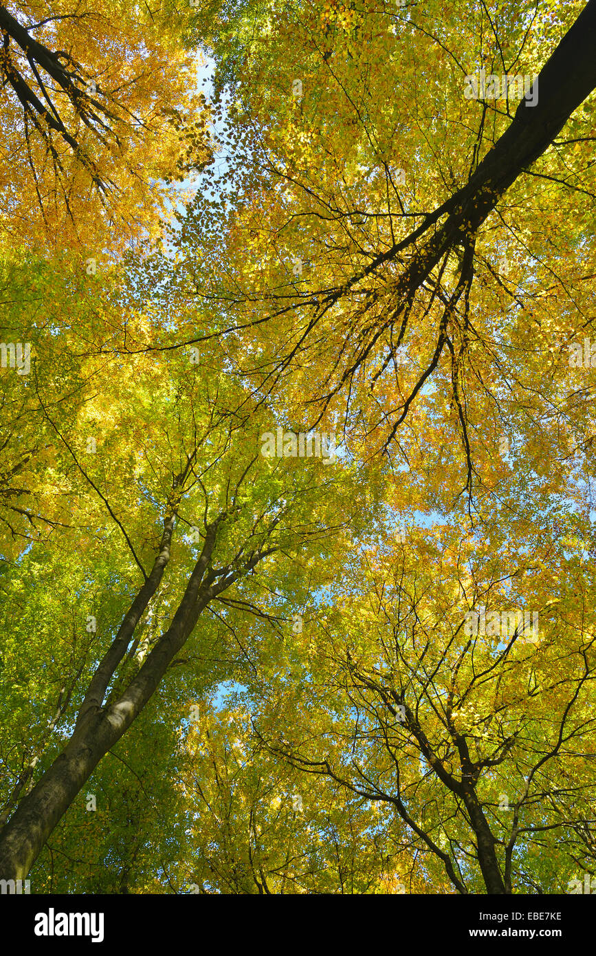 Low branching trees hi-res stock photography and images - Alamy