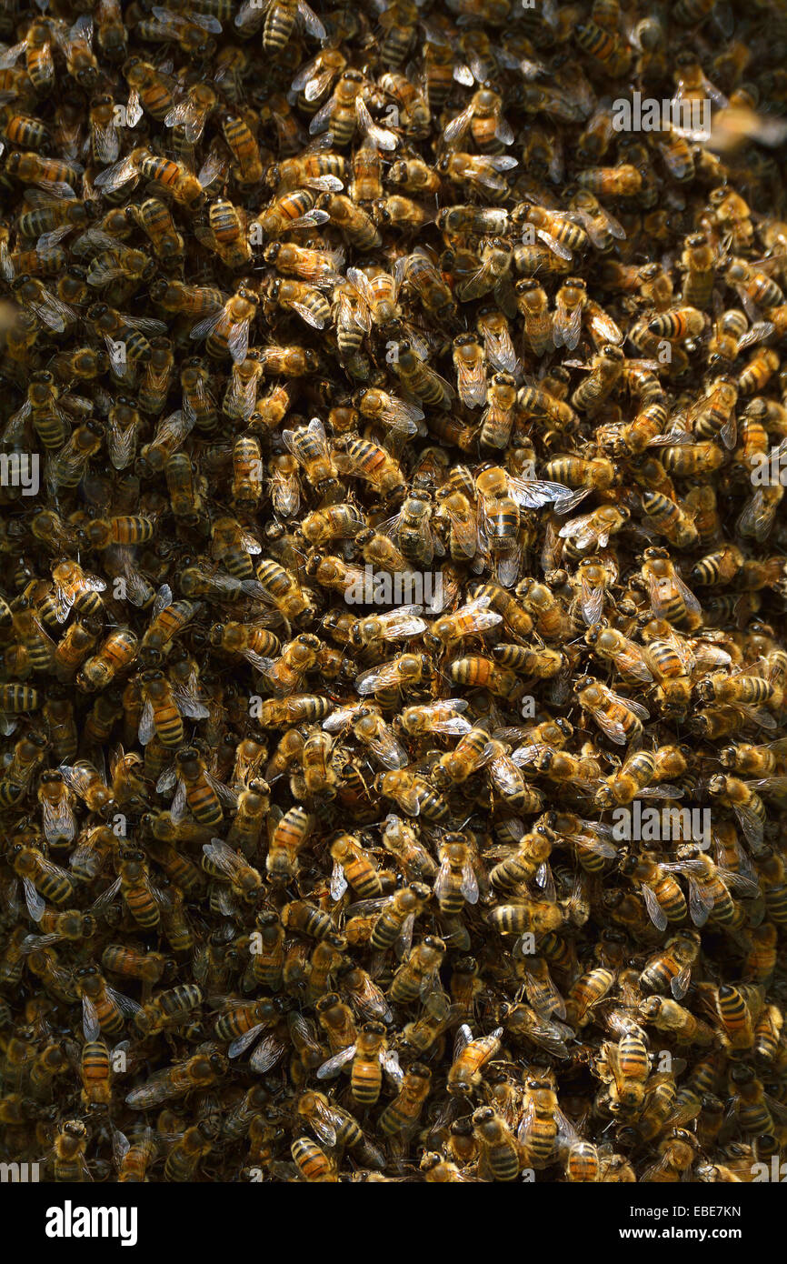 Roden hi-res stock photography and images - Alamy