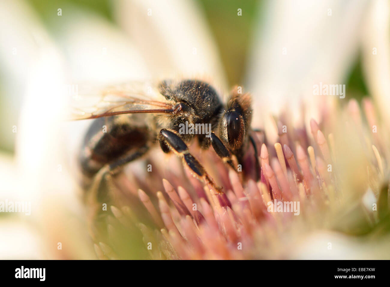 Close-up of European Honeybee (Apis mellifera) on Flower in Summer ...