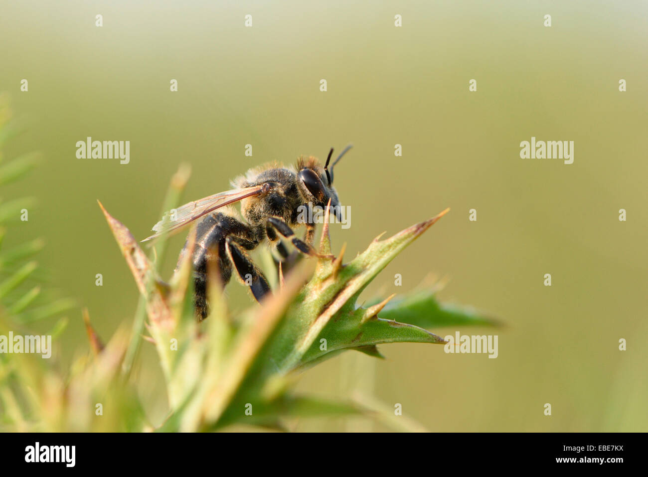 Close-up of European Honeybee (Apis mellifera) in Summer, Upper ...