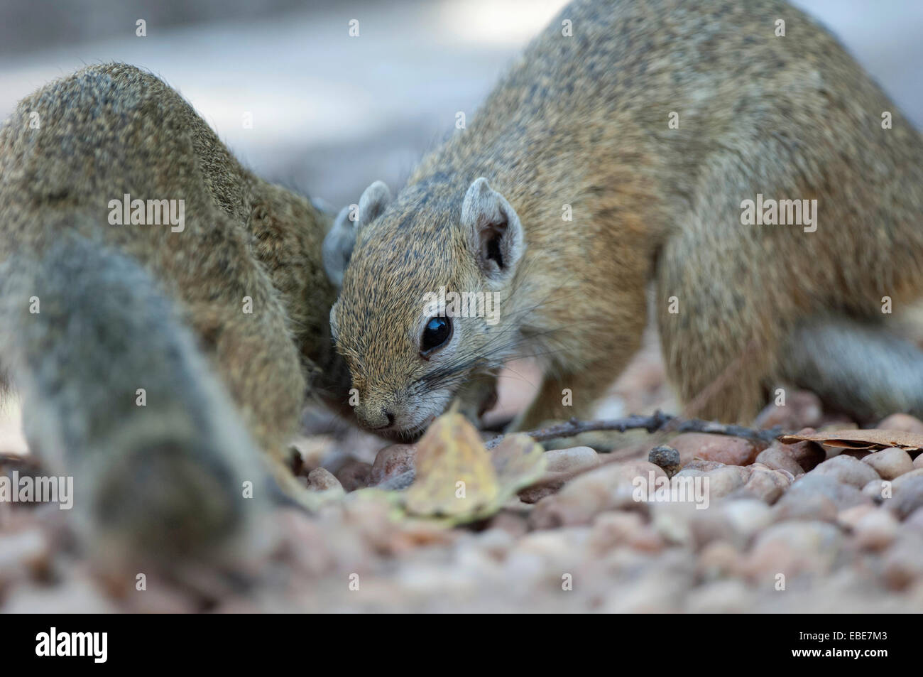 Sciuridae family hi-res stock photography and images - Alamy