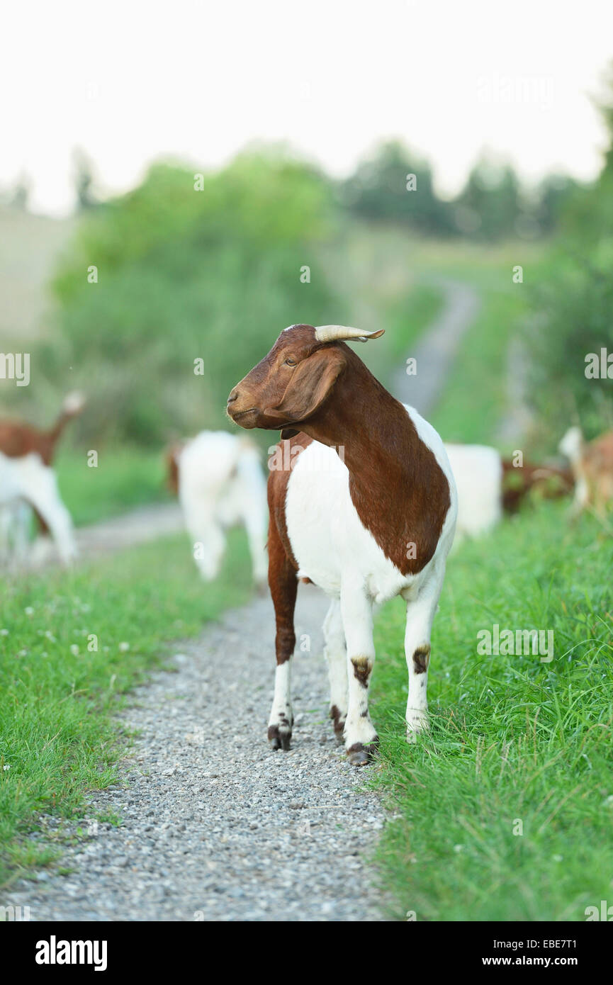 Group of Boer goats outdoors in summer, Upper Palatinate, Bavaria ...