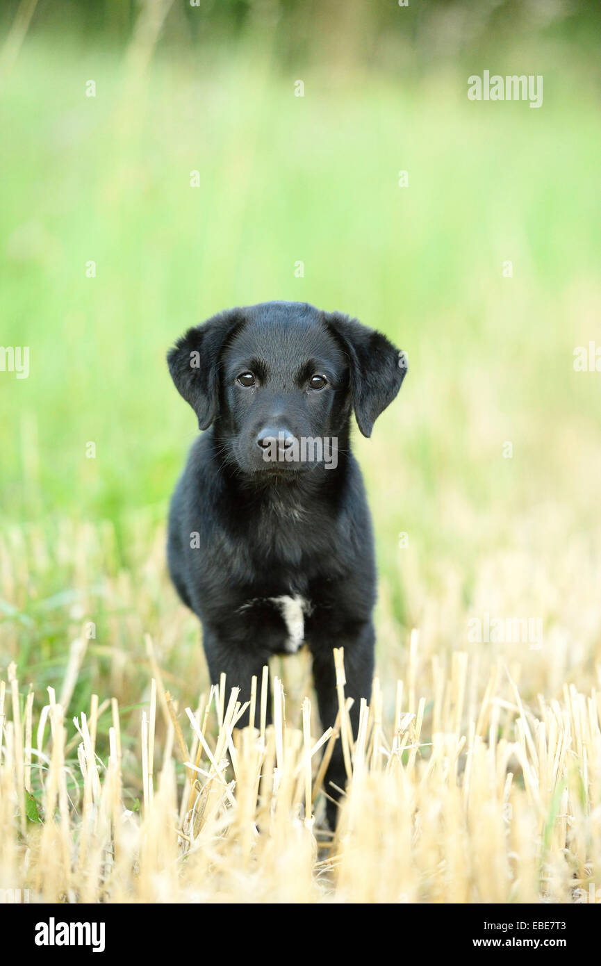 Black labrador retriever standing hi-res stock photography and images ...