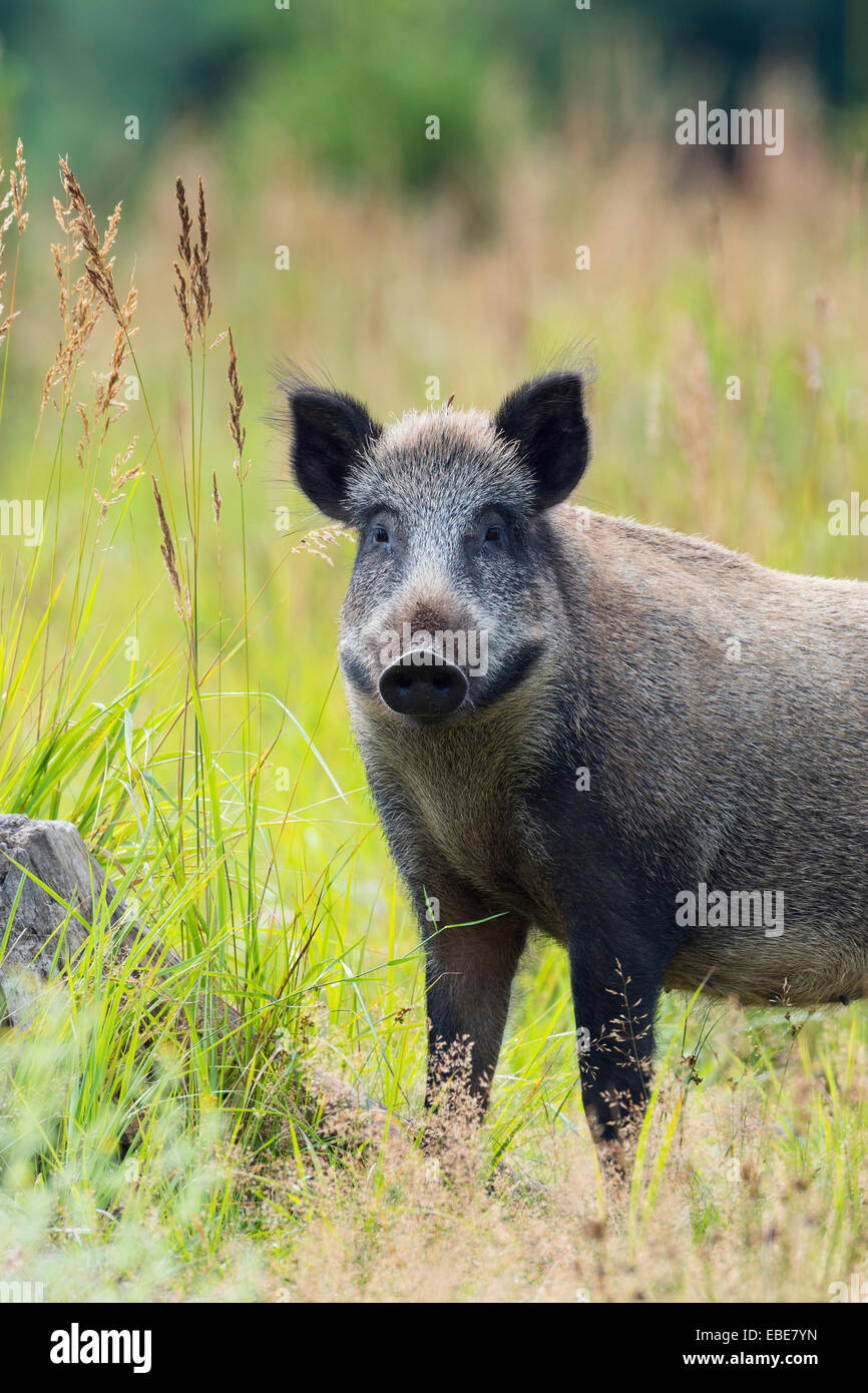 Clsoe-up portrait of wild boar (Sus scrofa), Female, Spessart, Bavaria ...