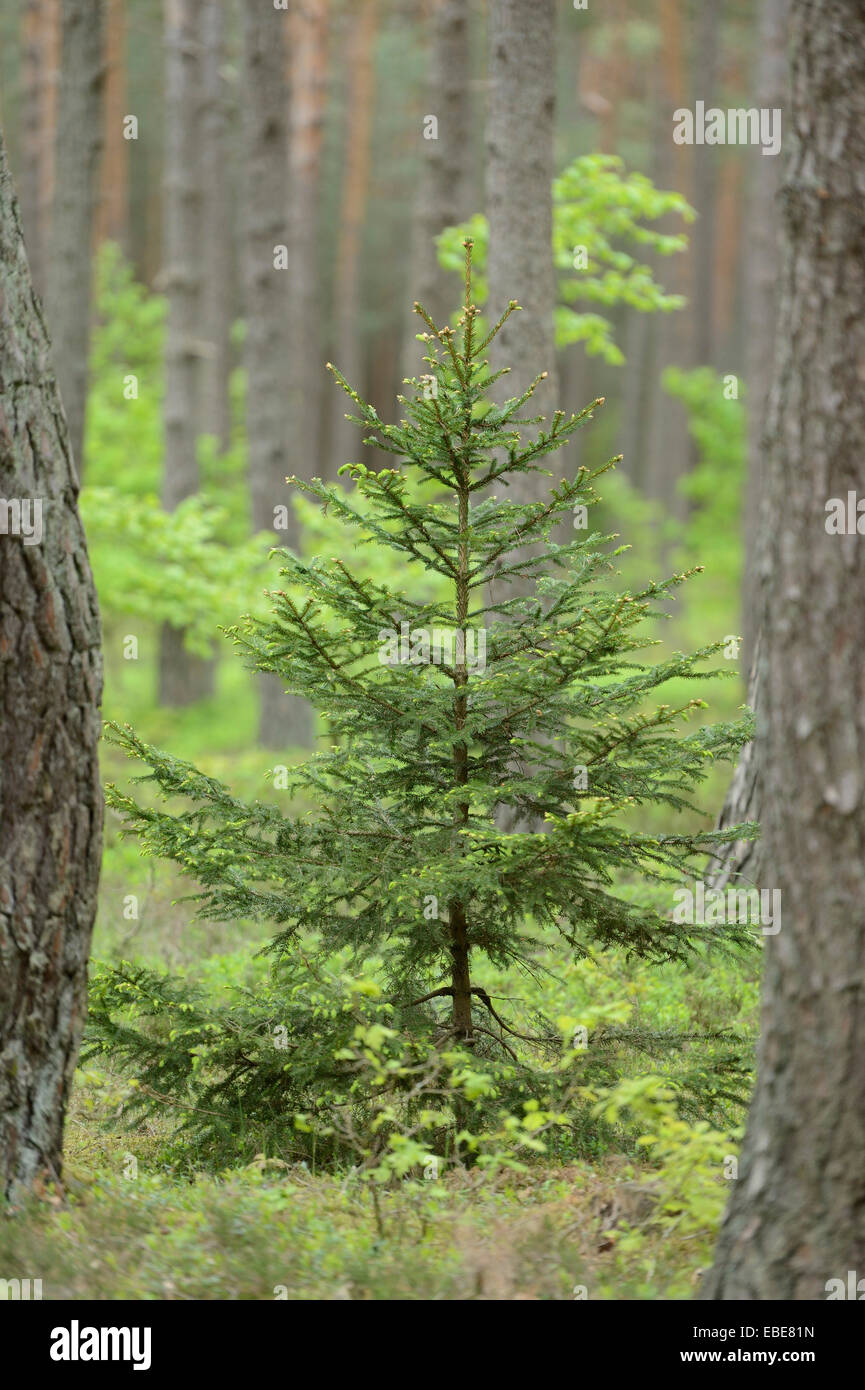 Pinus sylvestris picea abies hi-res stock photography and images - Alamy