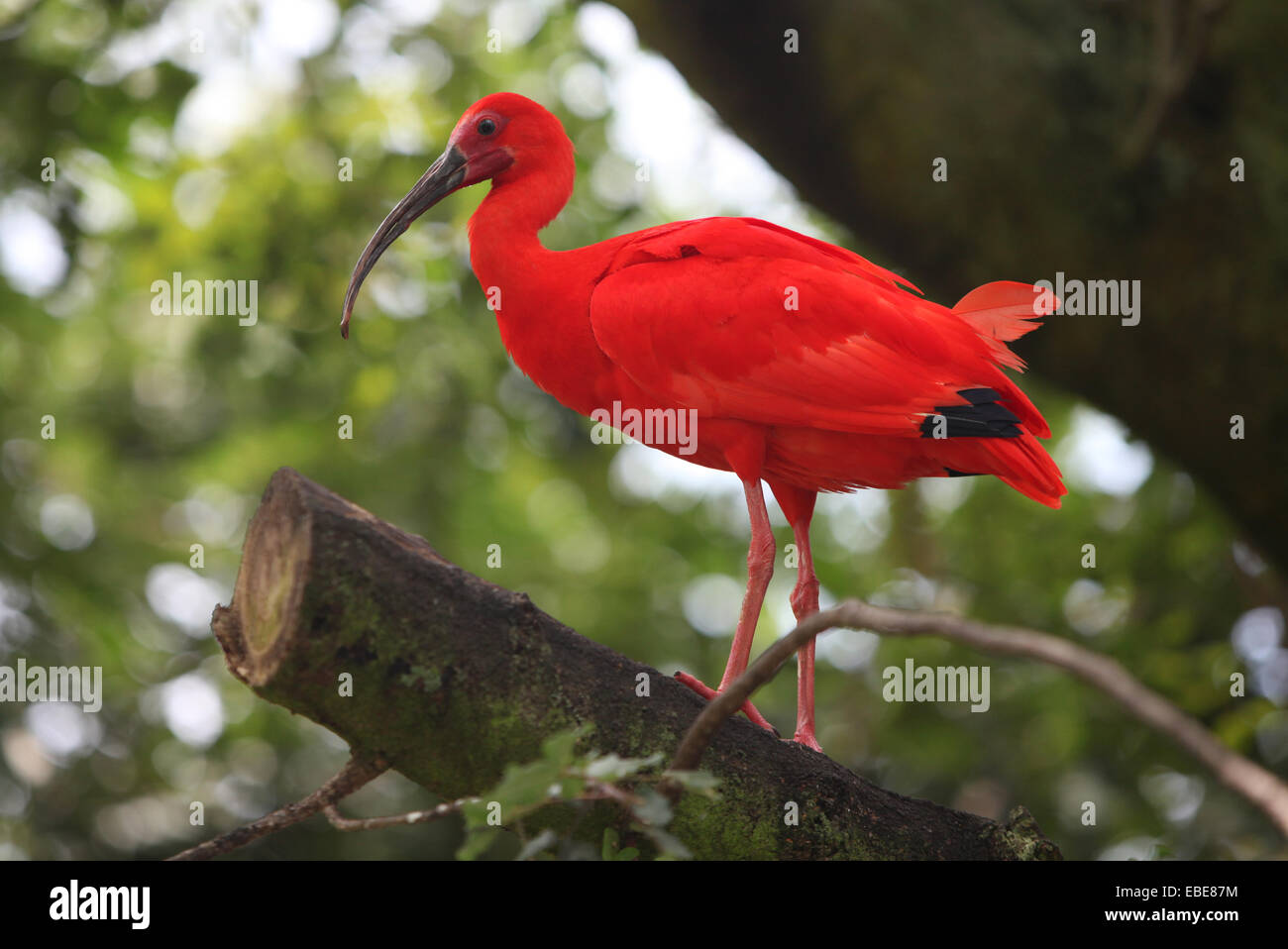 Flatts bermuda hi-res stock photography and images - Alamy