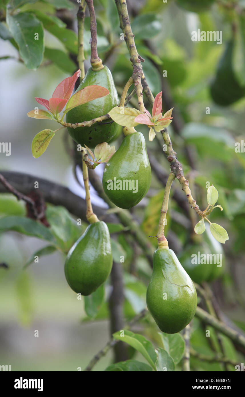 Fruit on a tree hi-res stock photography and images - Alamy