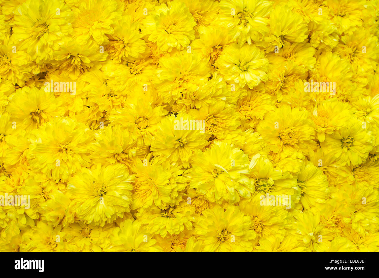 Yellow flowers background Stock Photo - Alamy