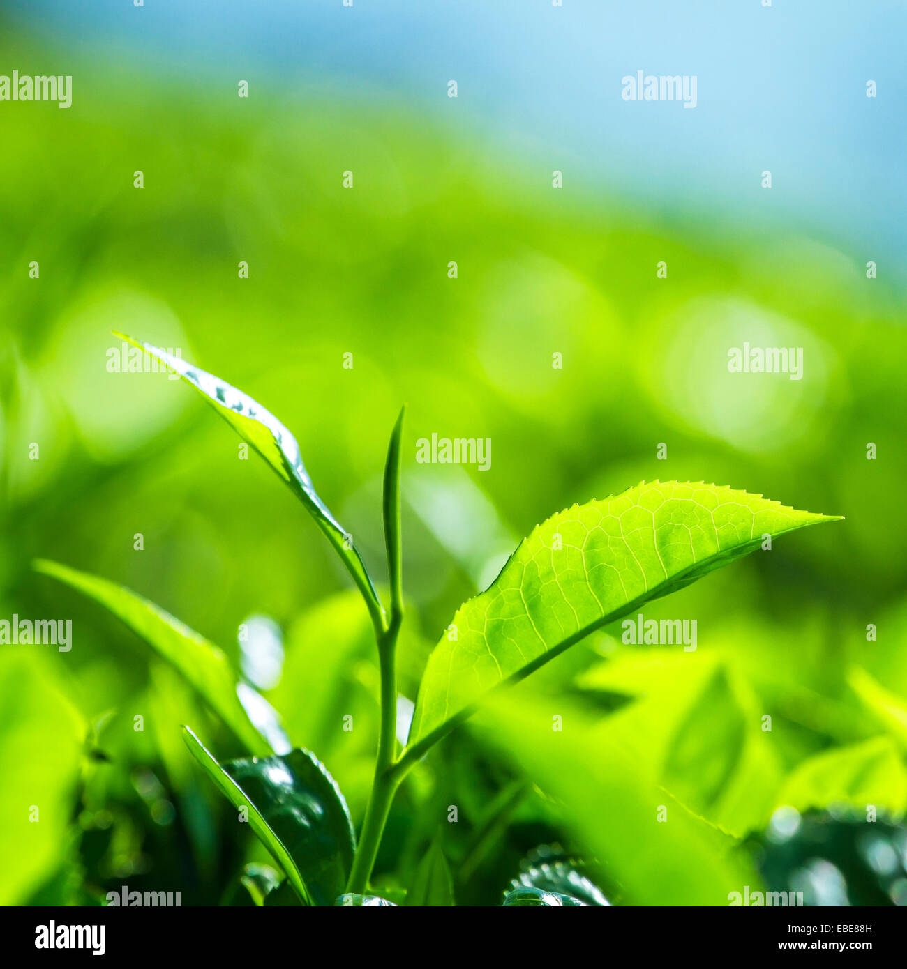 Fresh tea leaves closeup Stock Photo - Alamy