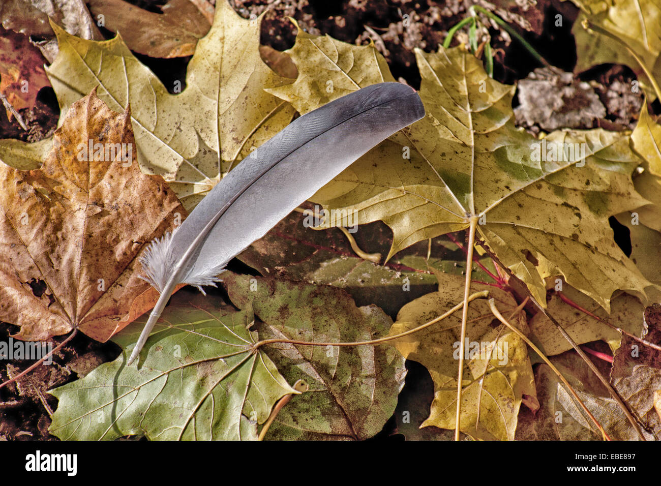 Fall birds hi-res stock photography and images - Alamy