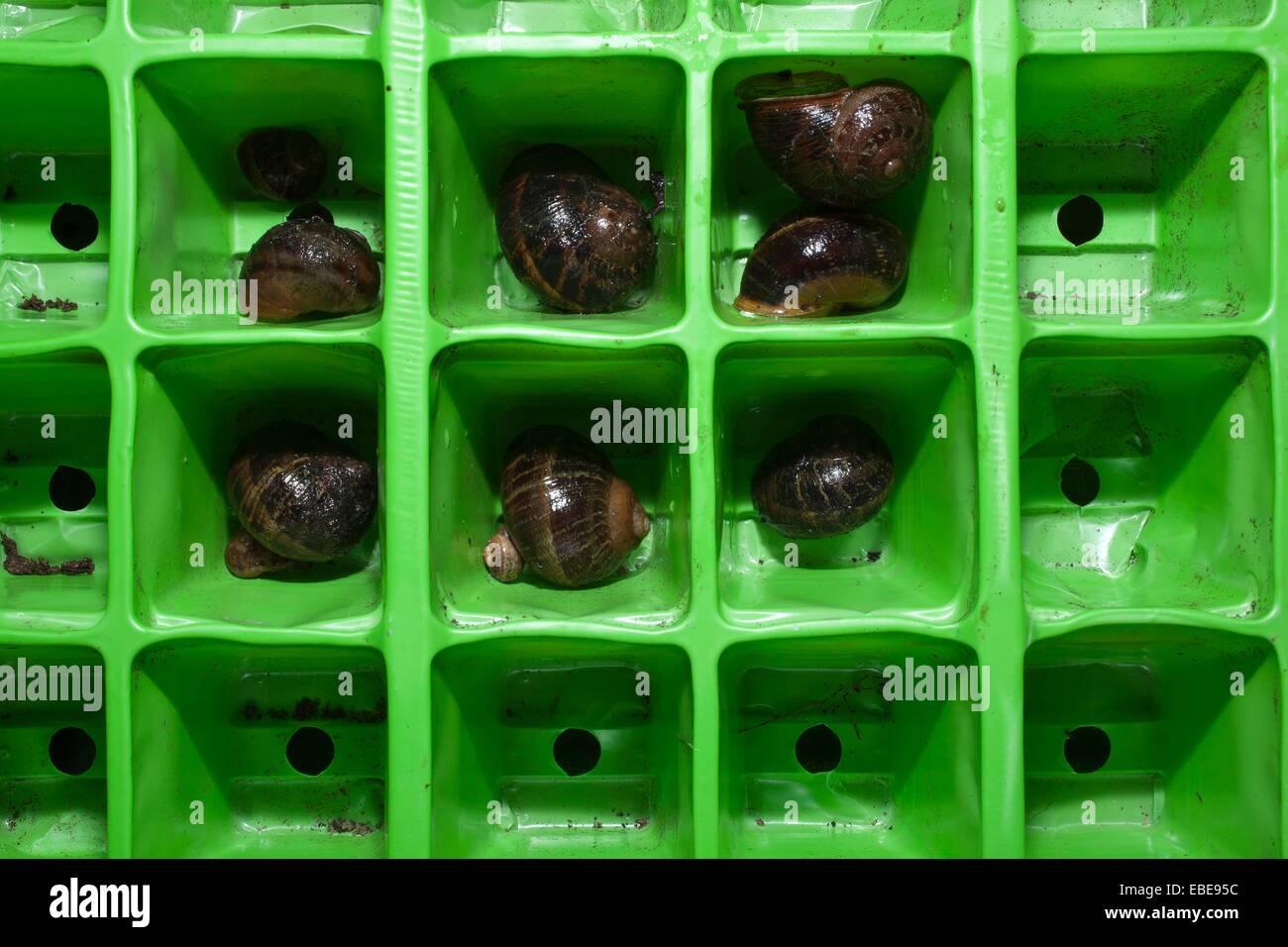 A family of Snails mollusc over wintering in a seed trays Stock Photo ...
