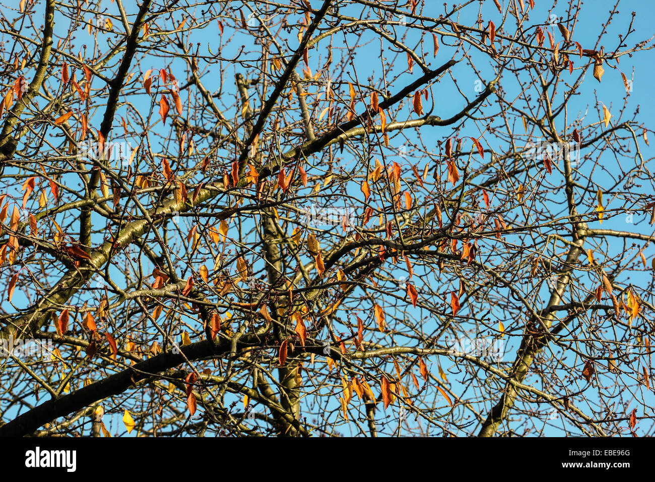 Tree with few leaves hi-res stock photography and images - Alamy