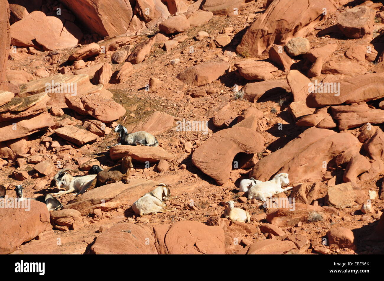 Goats resting in Monument Valley, Arizona Stock Photo - Alamy