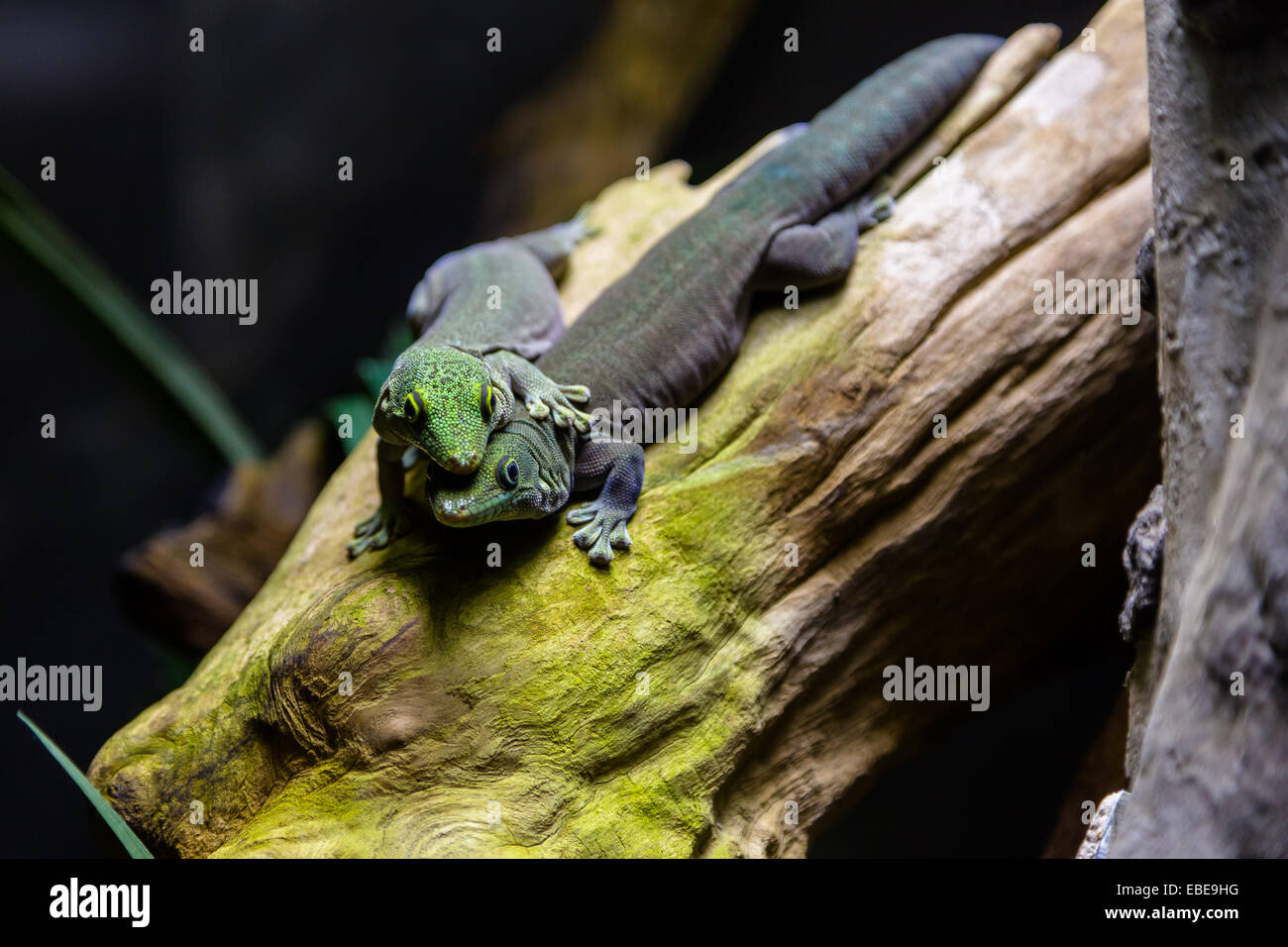 Vibrant lizards hi-res stock photography and images - Alamy