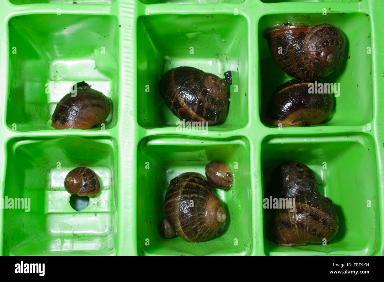 Large sea snail species hi-res stock photography and images - Alamy