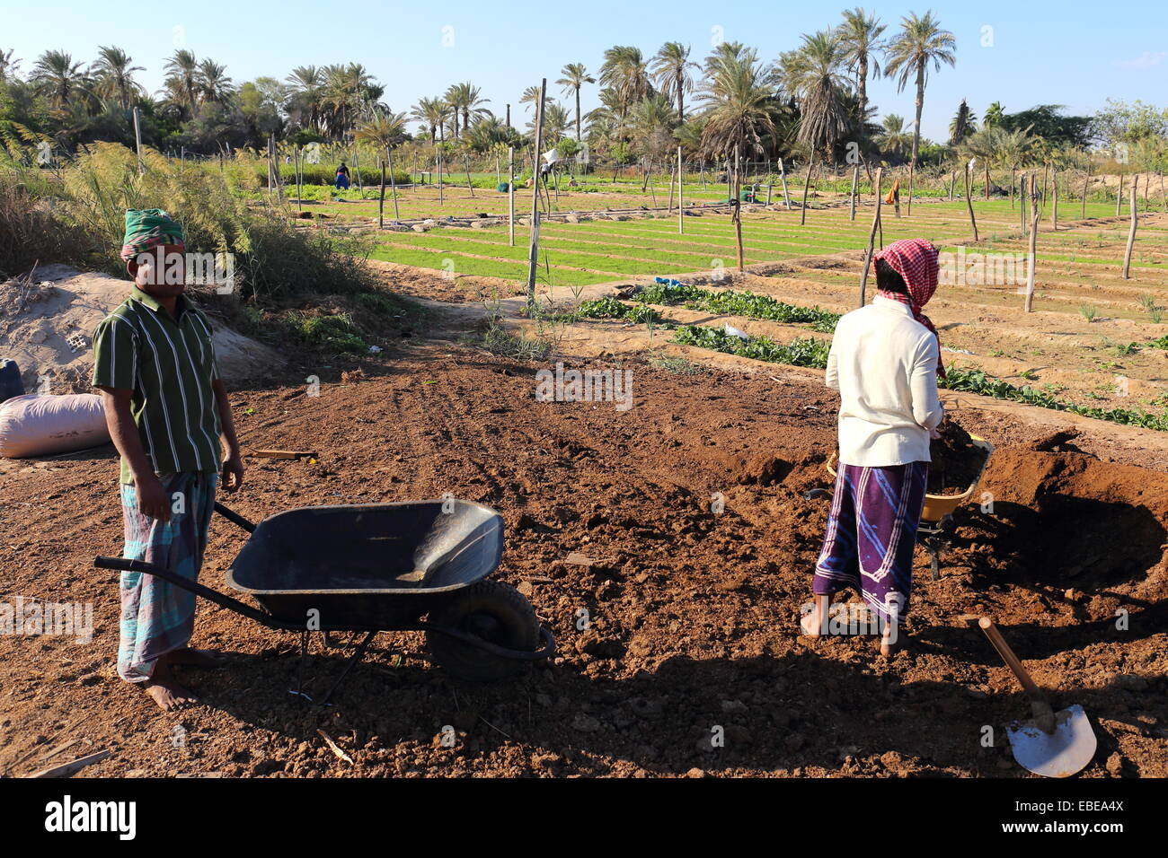 Farm workers working in the fields, Barbar, Kingdom of Bahrain Stock ...