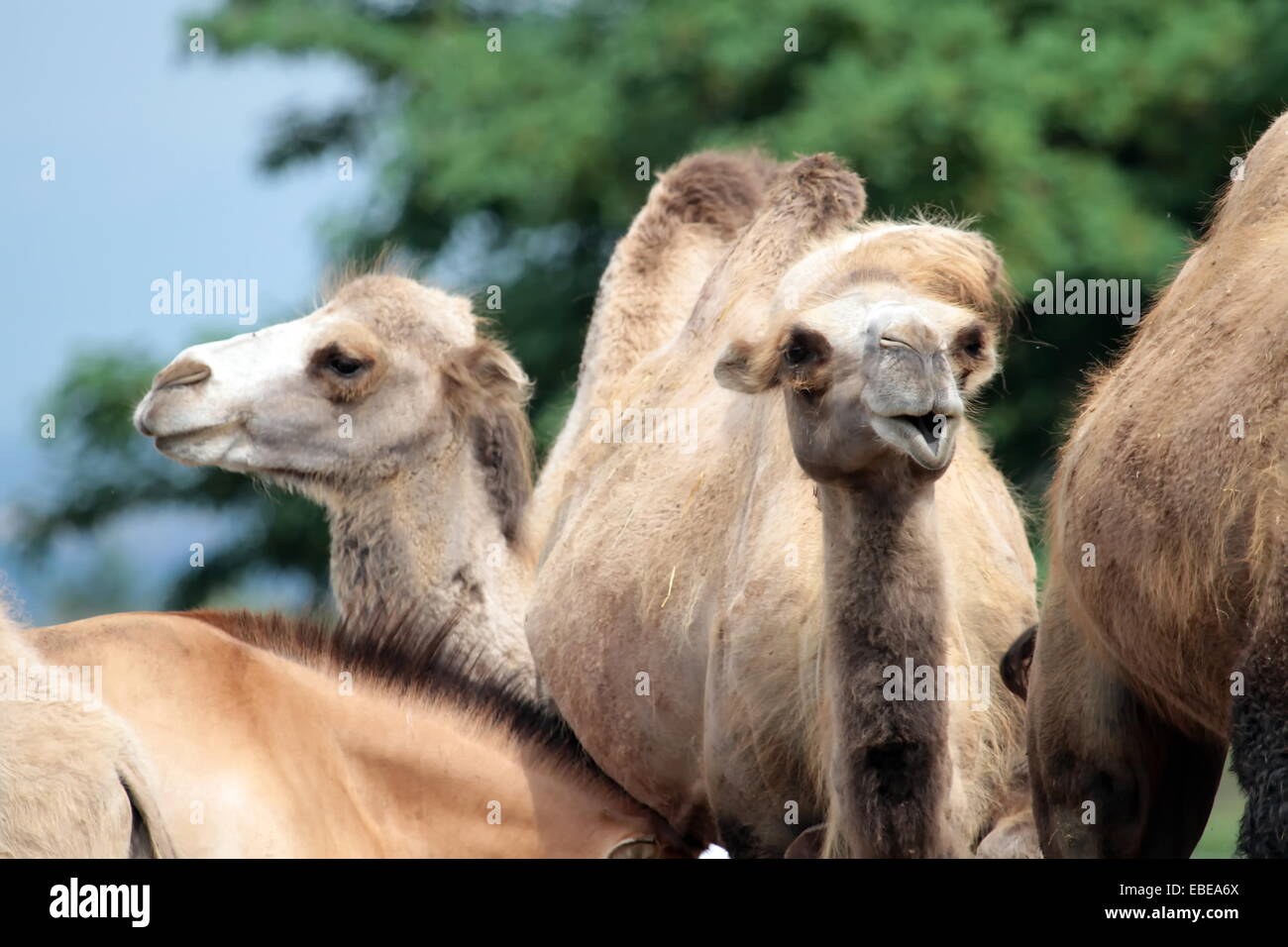 Several camel heads in front of trees Stock Photo - Alamy