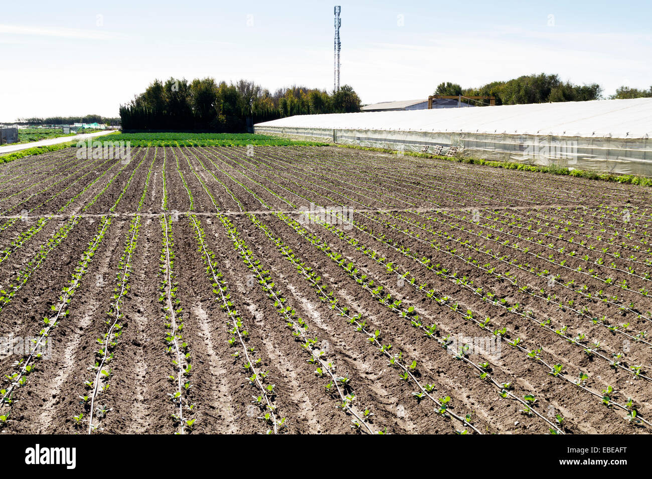 Winter lettuce crops growing in Spain on the Costa Del Sol Stock Photo ...