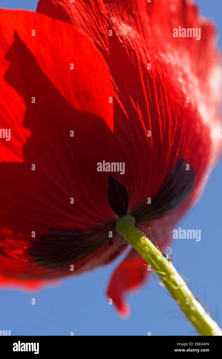 Ladybird poppy (Papaver commutatum Stock Photo - Alamy