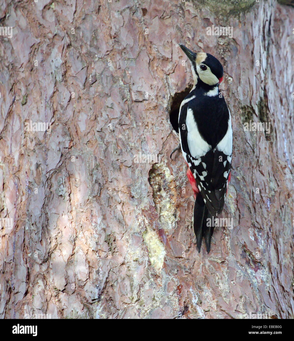 Hairy woodpecker (picoides villosus) male bird in front of its hole ...