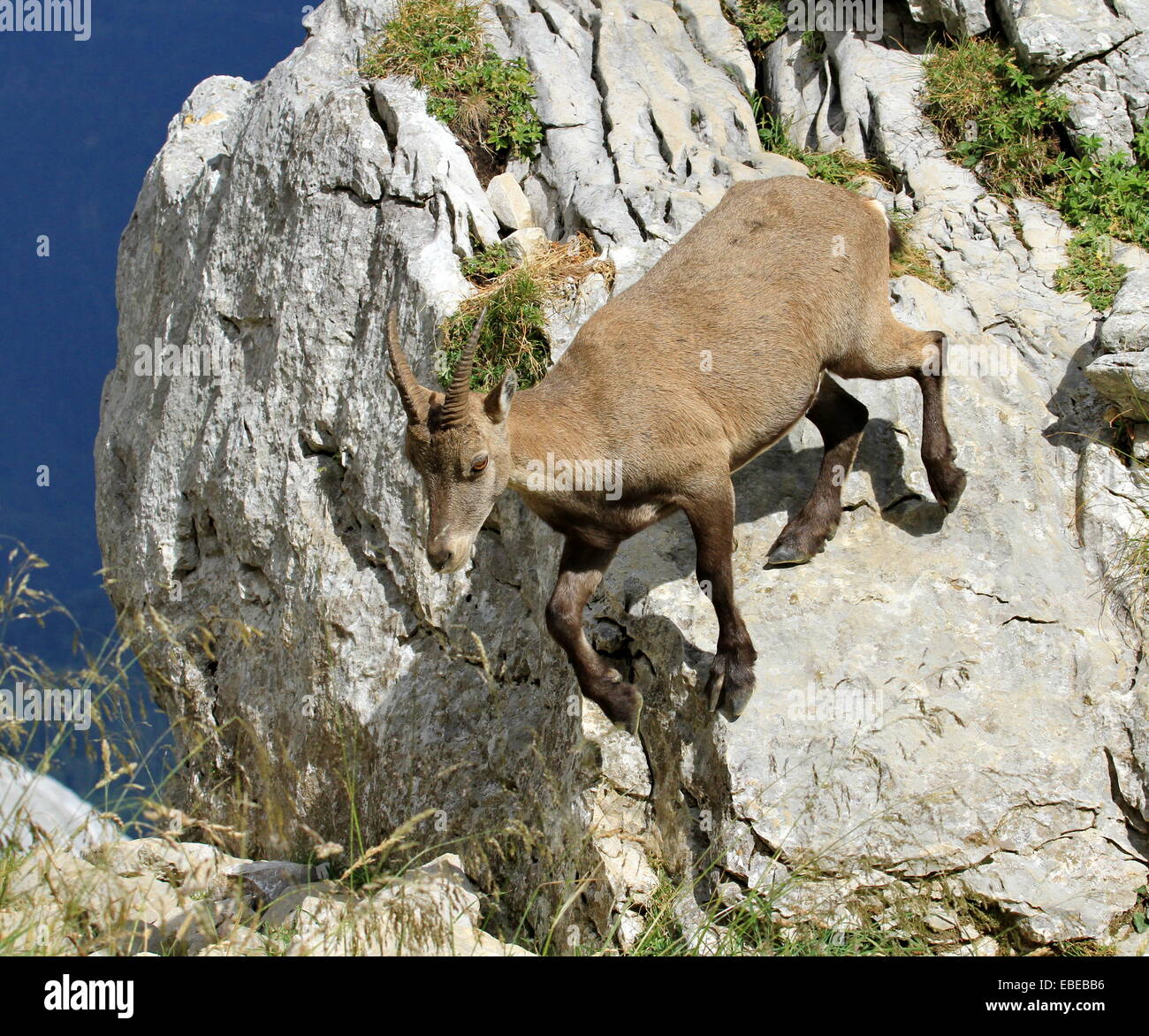 Alpine fauna hi-res stock photography and images - Alamy