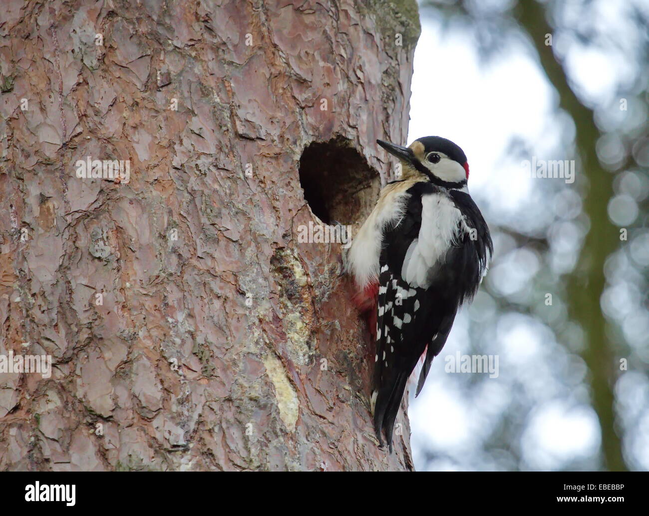 Hairy woodpecker (picoides villosus) male bird in front of its hole ...